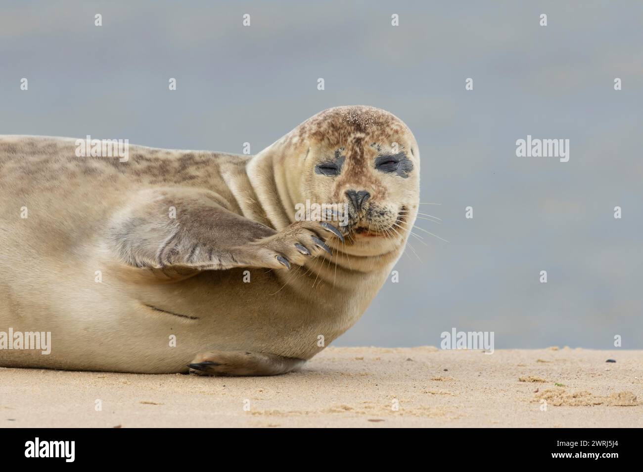 Common seal (Phoca vitulina) adult animal scratching its nose on a ...