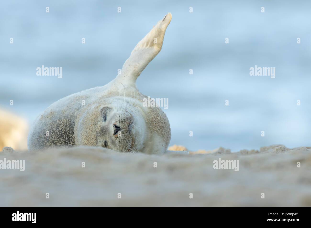 Common seal (Phoca vitulina) adult animal sleeping on a seaside beach ...