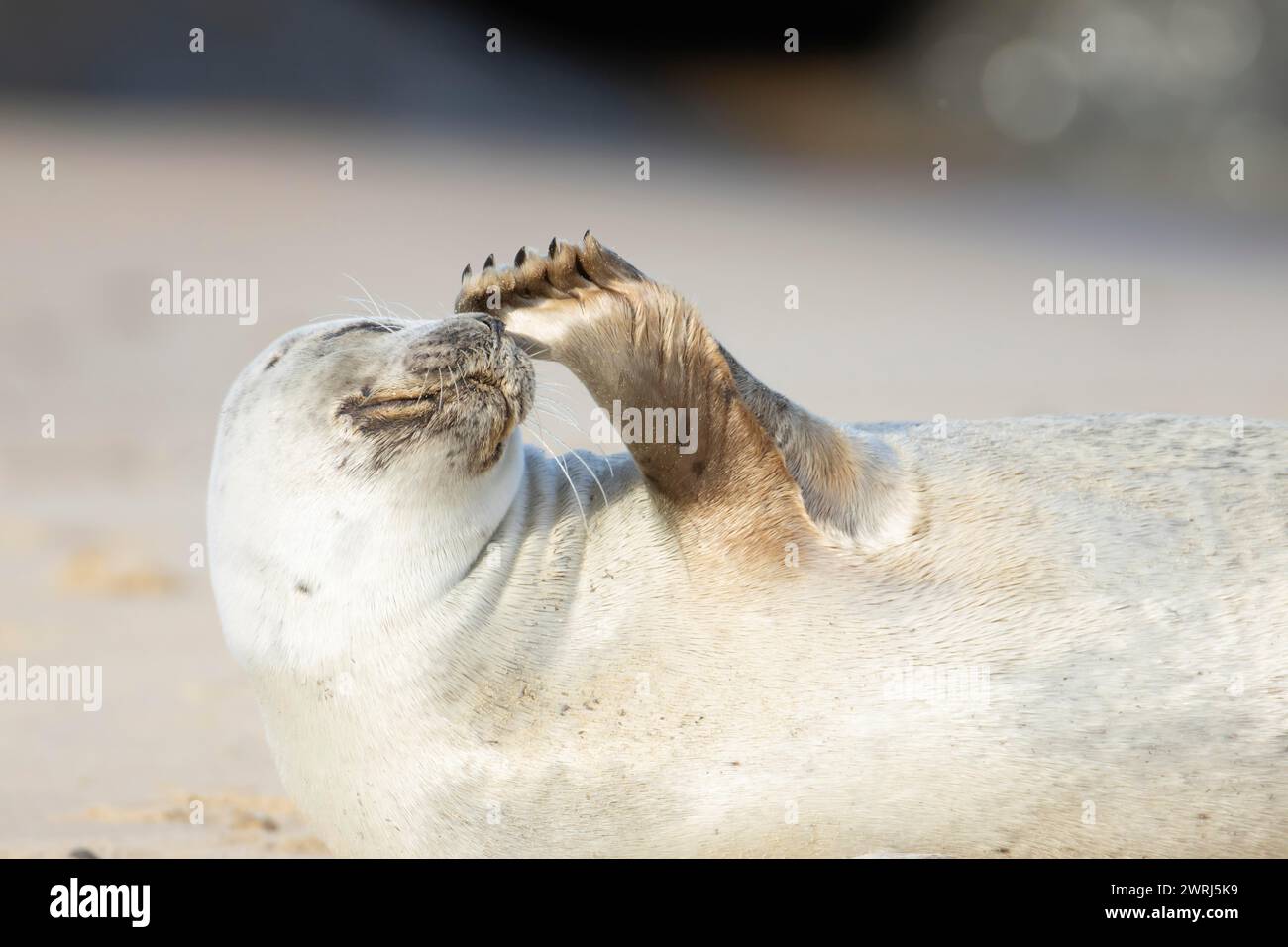 Common seal (Phoca vitulina) adult animal scratching its nose on a ...