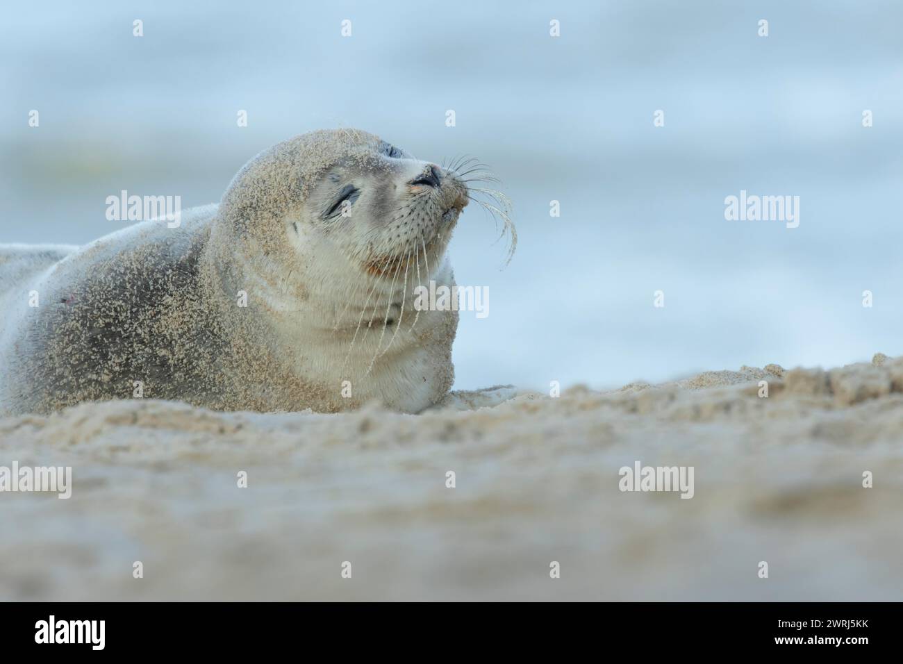 Common seal (Phoca vitulina) adult animal sleeping on a seaside beach ...