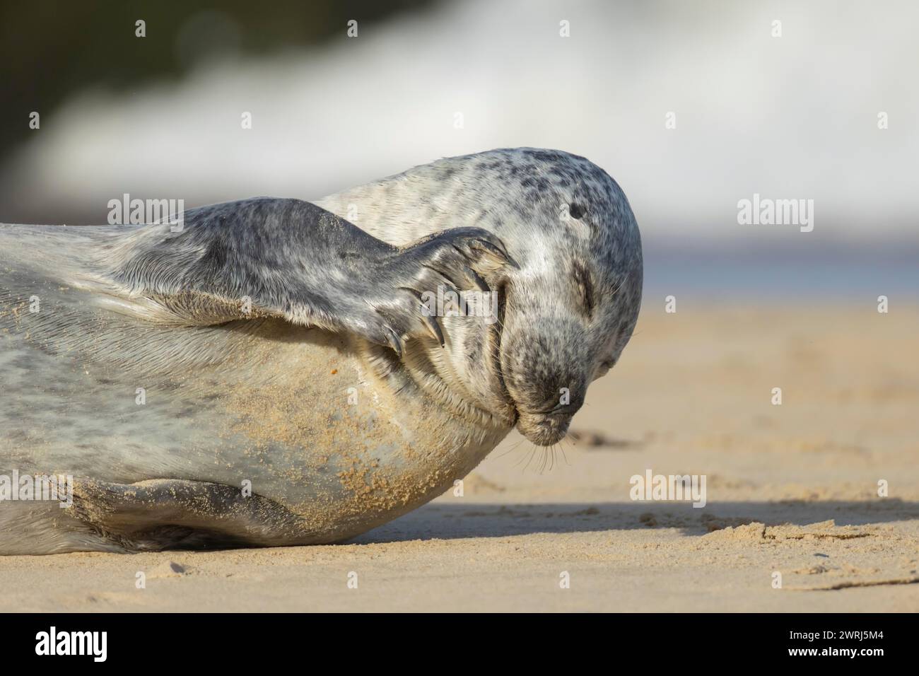Scratch face hi-res stock photography and images - Alamy