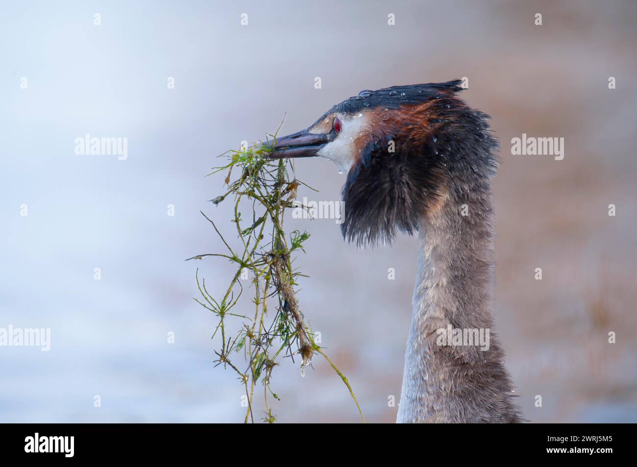 Mating gift hi-res stock photography and images - Alamy