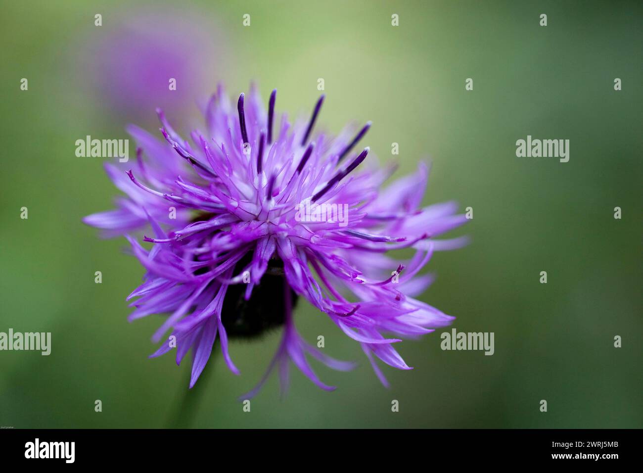 A purple flower in sharp close-up with a blurred green background Devil ...