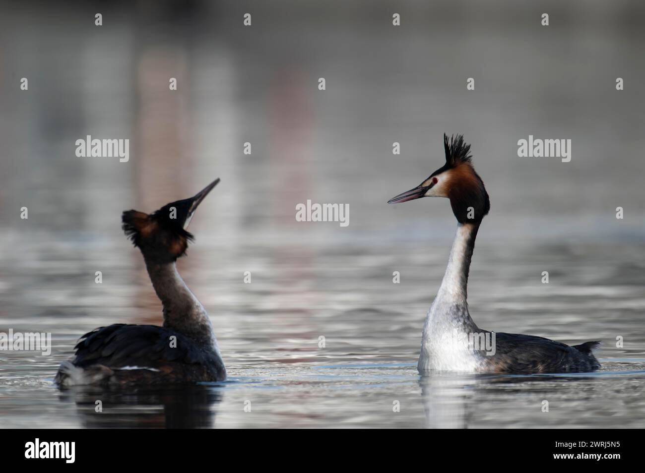 Great Crested Grebe (Podiceps cristatus), pair, courtship, mating dance ...