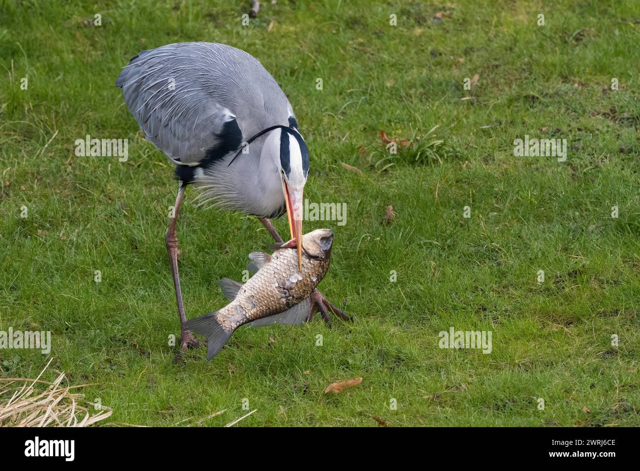 Prussian carp hi-res stock photography and images - Alamy
