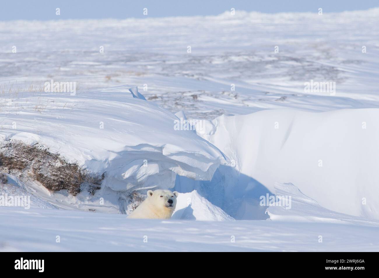 polar bears Ursus maritimus sow with spring cub newly emerged from den ...
