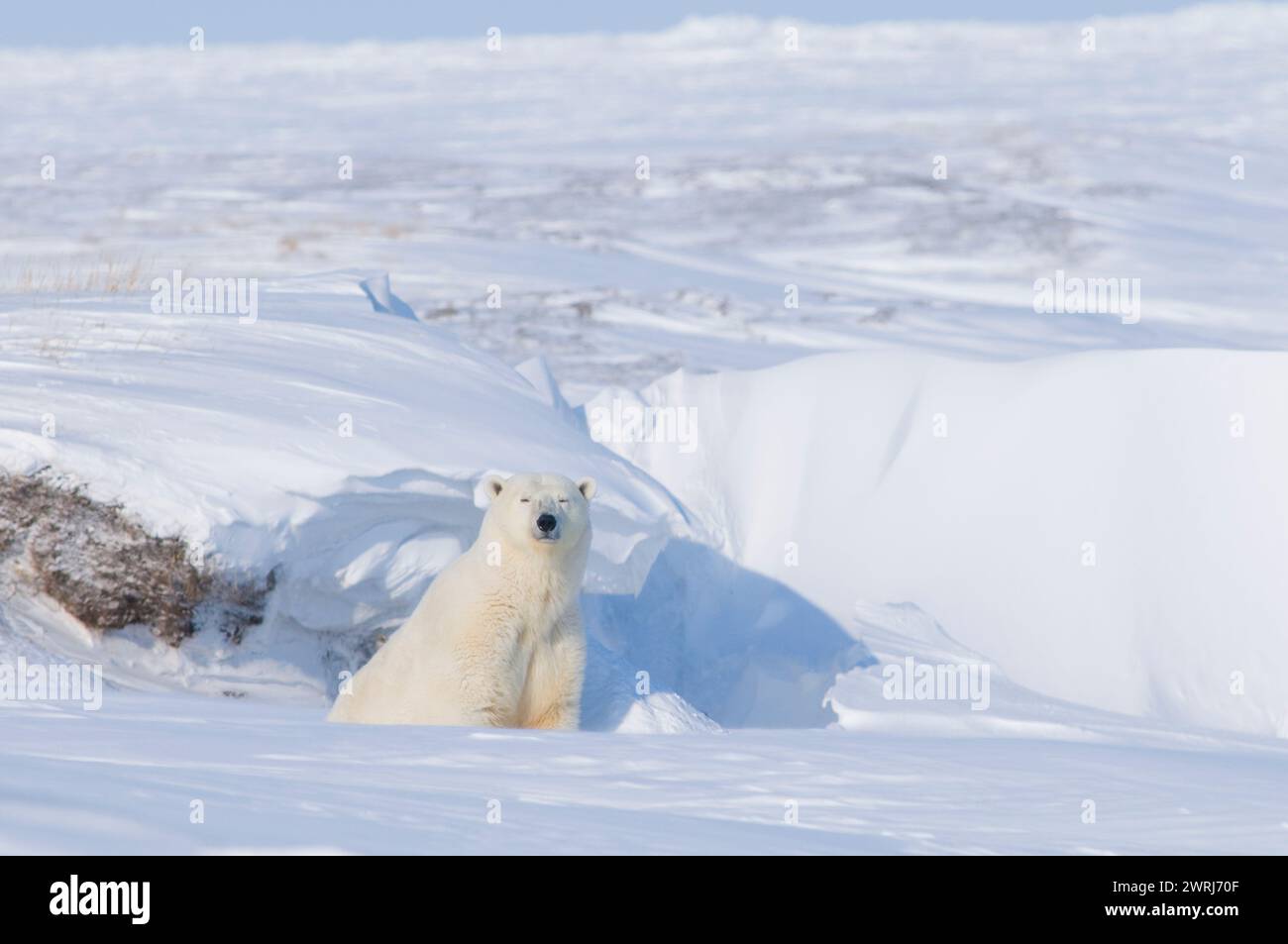 polar bears Ursus maritimus sow with spring cub newly emerged from den ...