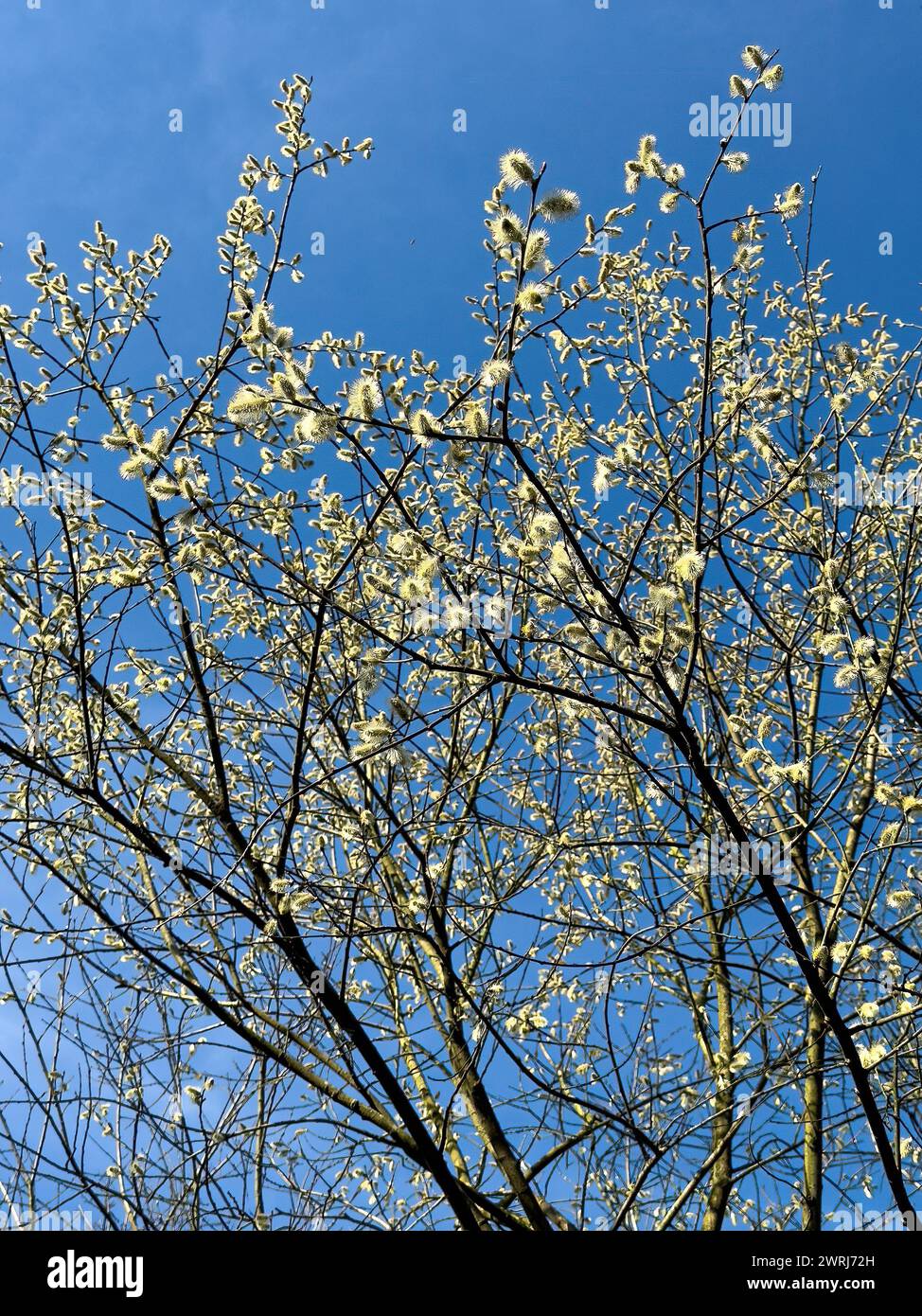 Native tree Shrub from the willow family goat willow (Salix caprea) Sal ...