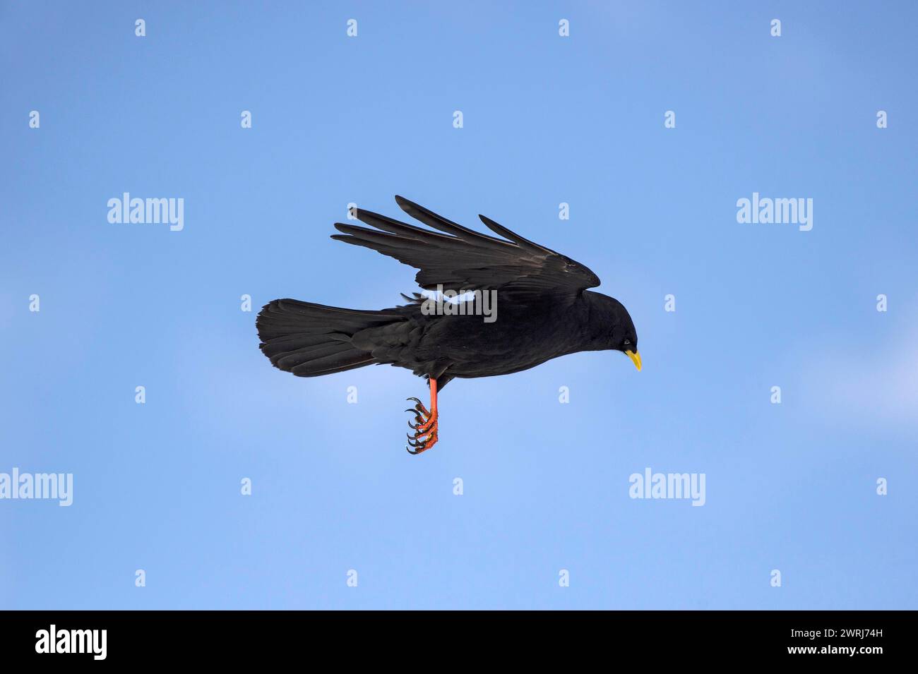 Alpine chough (Pyrrhocorax graculus) in flight, Valais, Switzerland ...