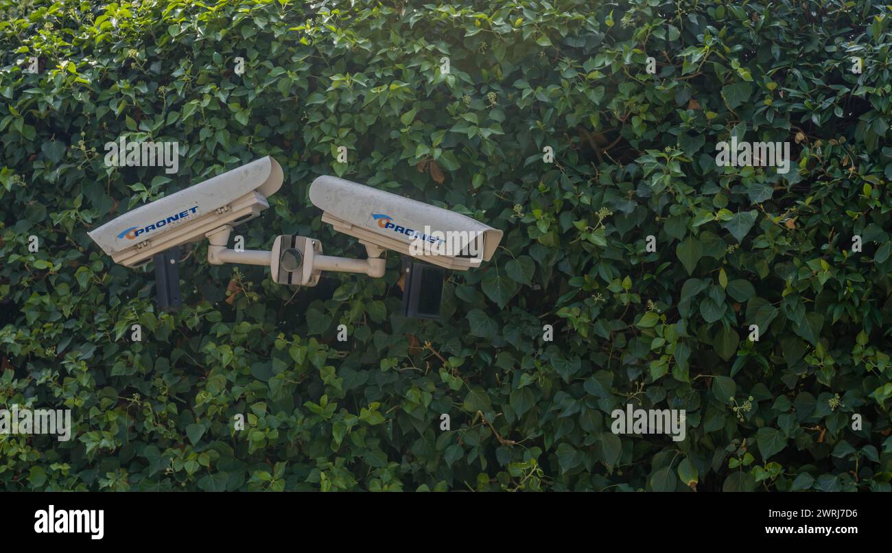 Two surveillance cameras mounted on an ivy-covered wall, in Istanbul ...
