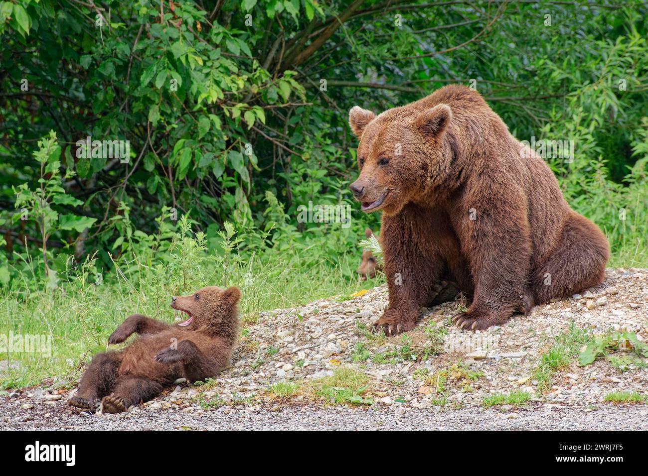 Bear family on the edge of the Transfagara, the Transfogaras High Road ...