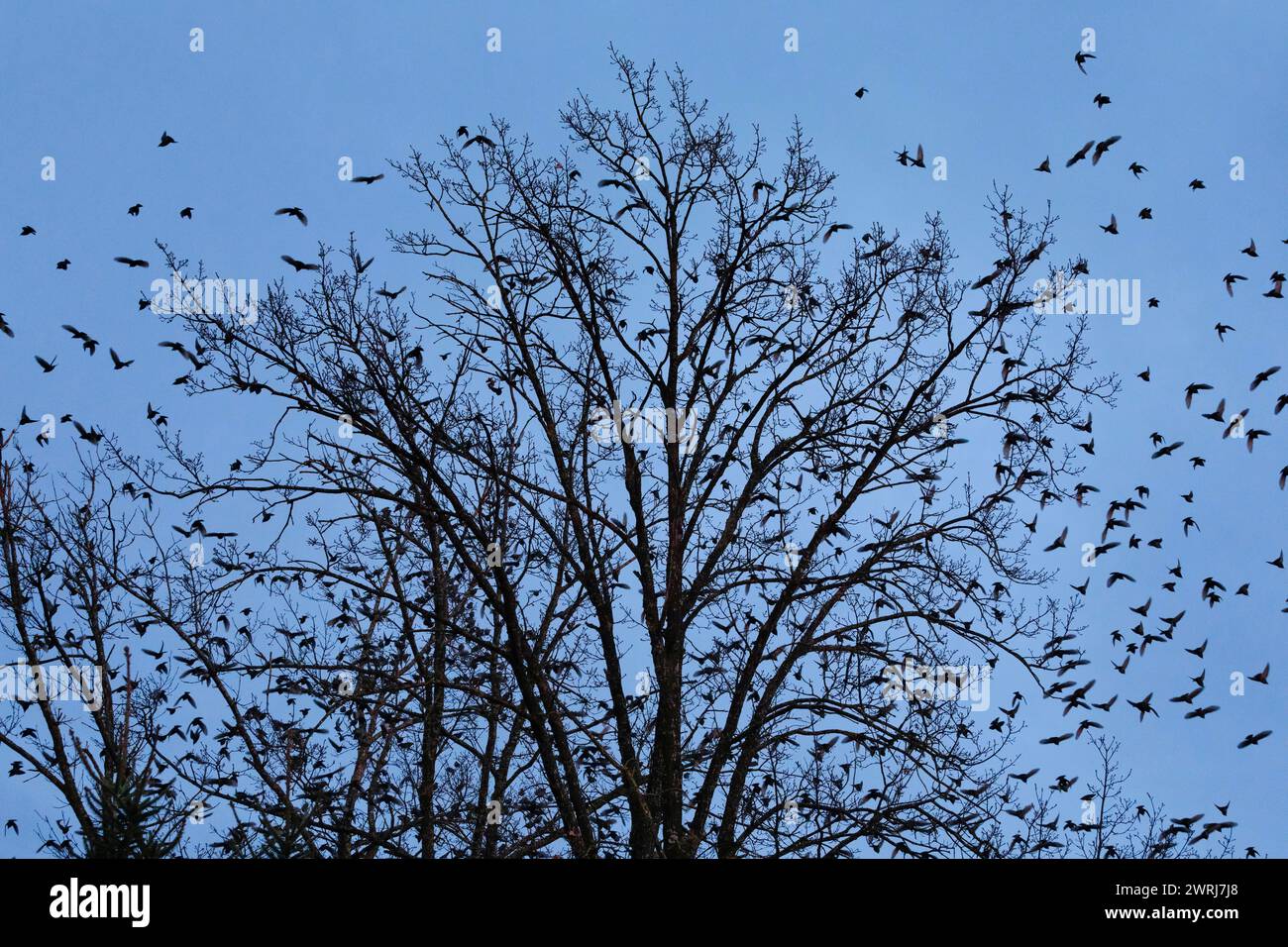 Starlings fly from tree in hi-res stock photography and images - Alamy