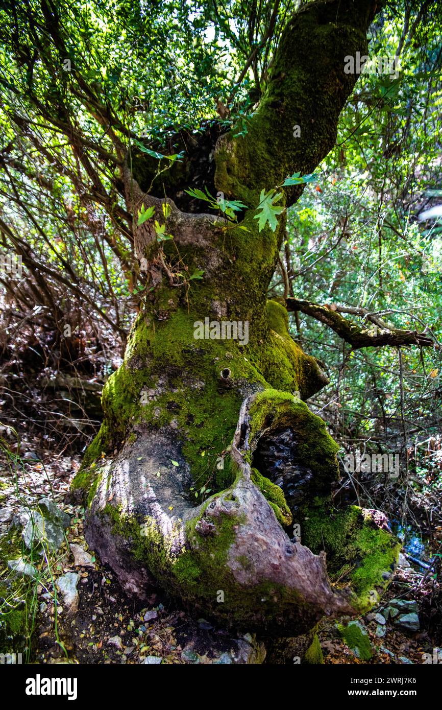 Trees in the forest, Epta Piges - The Seven Springs, Rhodes Stock Photo ...