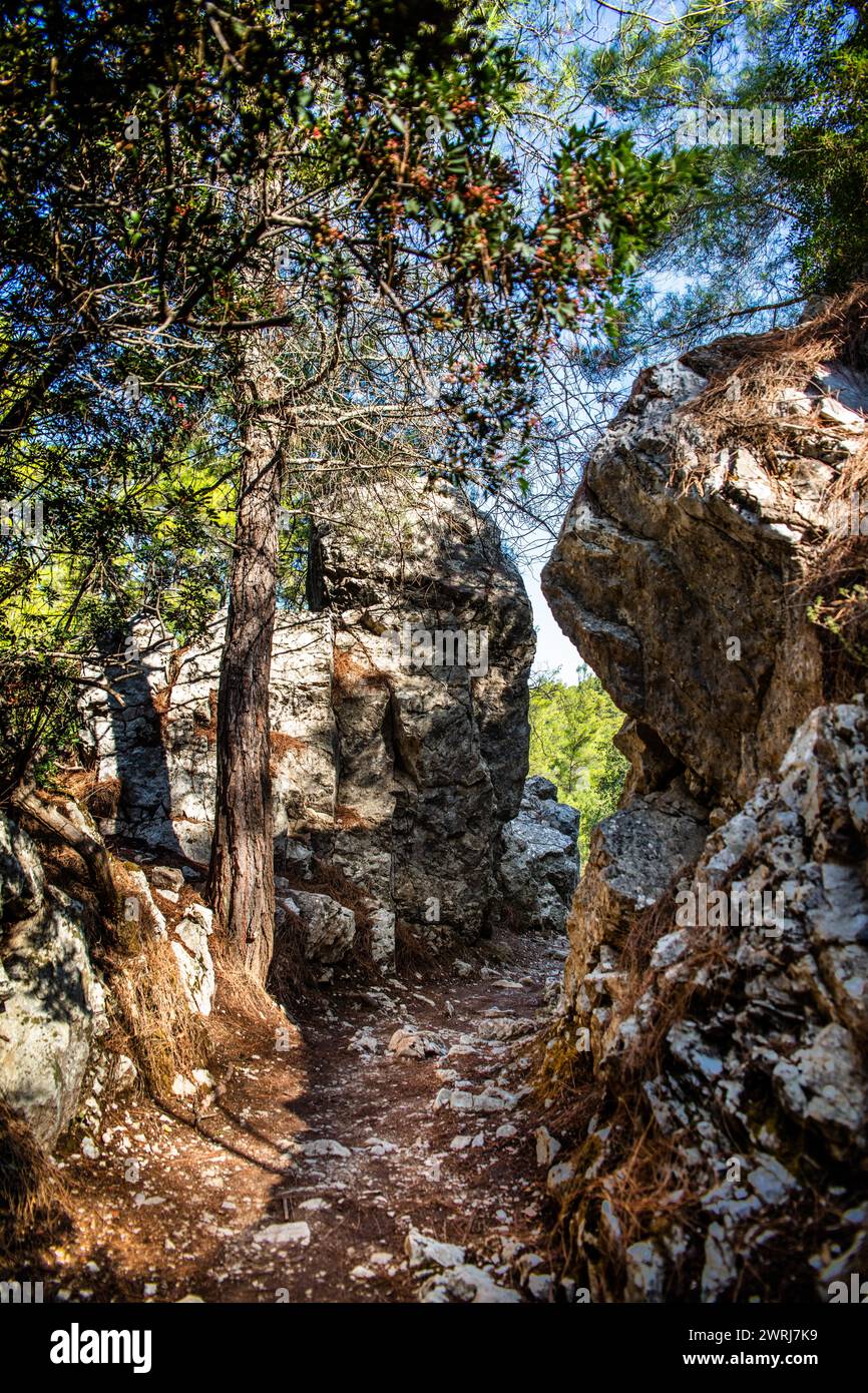 Trees in the forest, Epta Piges - The Seven Springs, Rhodes Stock Photo ...
