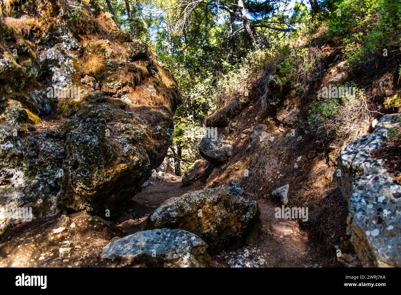 Trees in the forest, Epta Piges - The Seven Springs, Rhodes Stock Photo ...