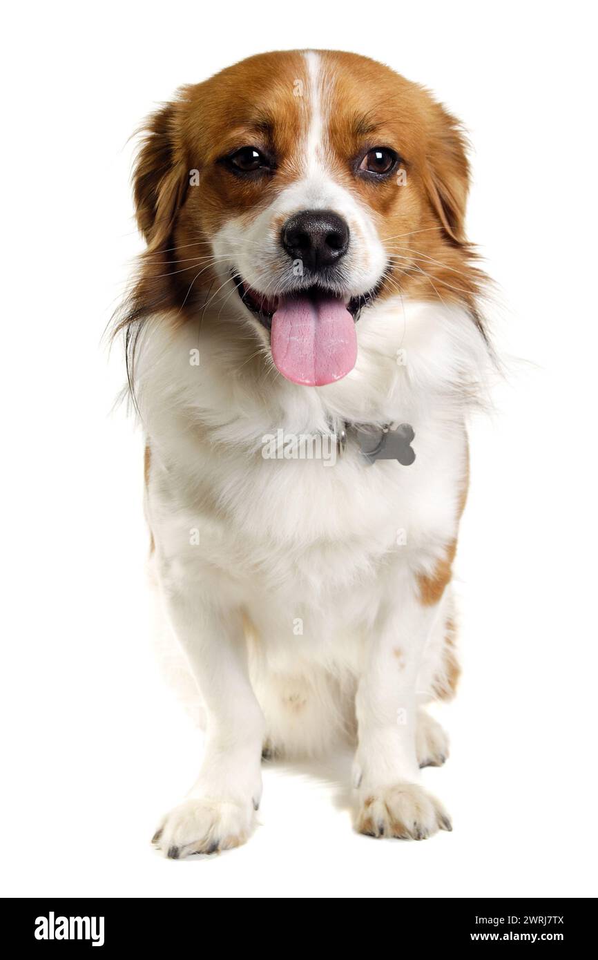 Happy Kooiker dog sitting. Isolated on a clean white background Stock ...