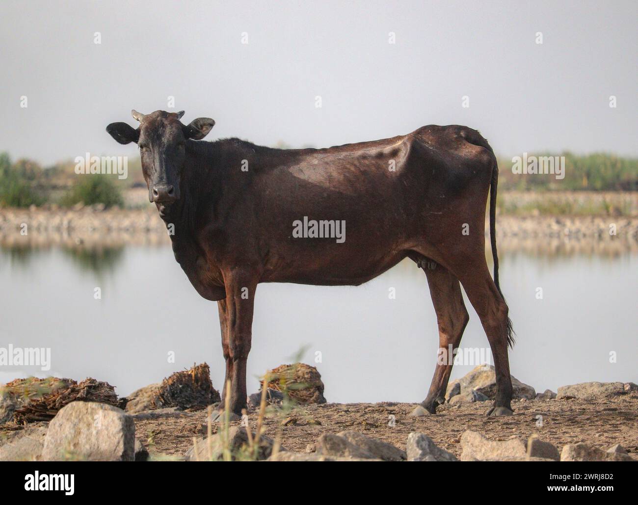 Cow near the lake Stock Photo - Alamy