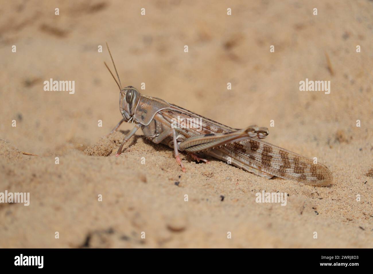 Desert locust (Schistocerca gregaria) short-horned grasshopper Stock ...