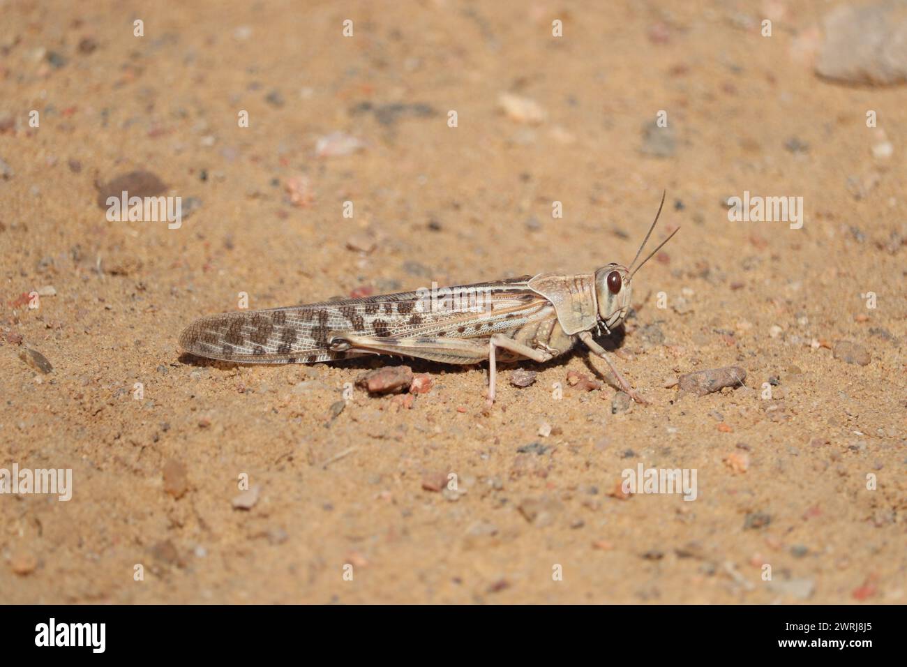 Desert locust (Schistocerca gregaria) short-horned grasshopper Stock ...