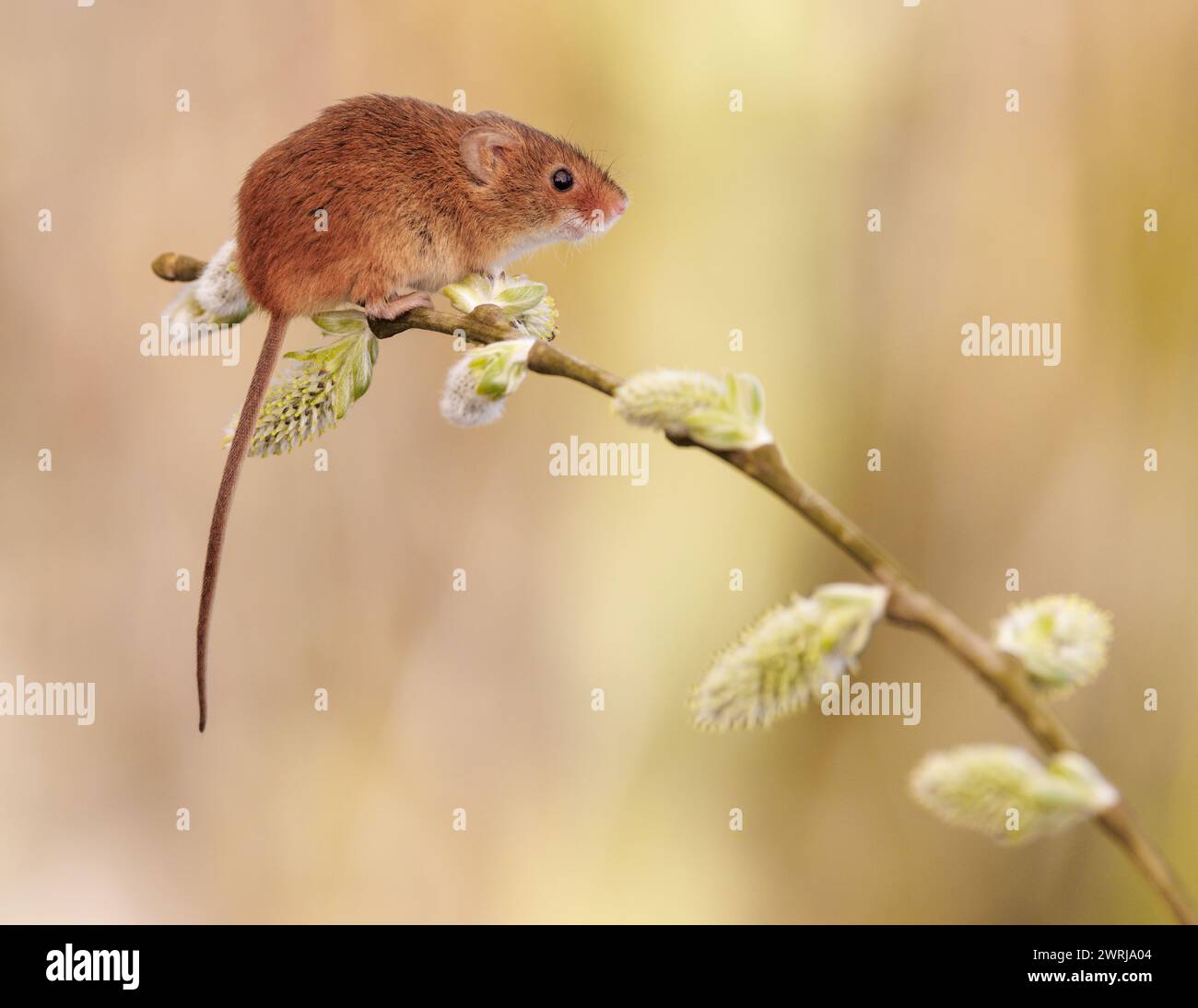 Eurasian Harvest Mouse [ Micromys minutus ] captive animal on willow ...
