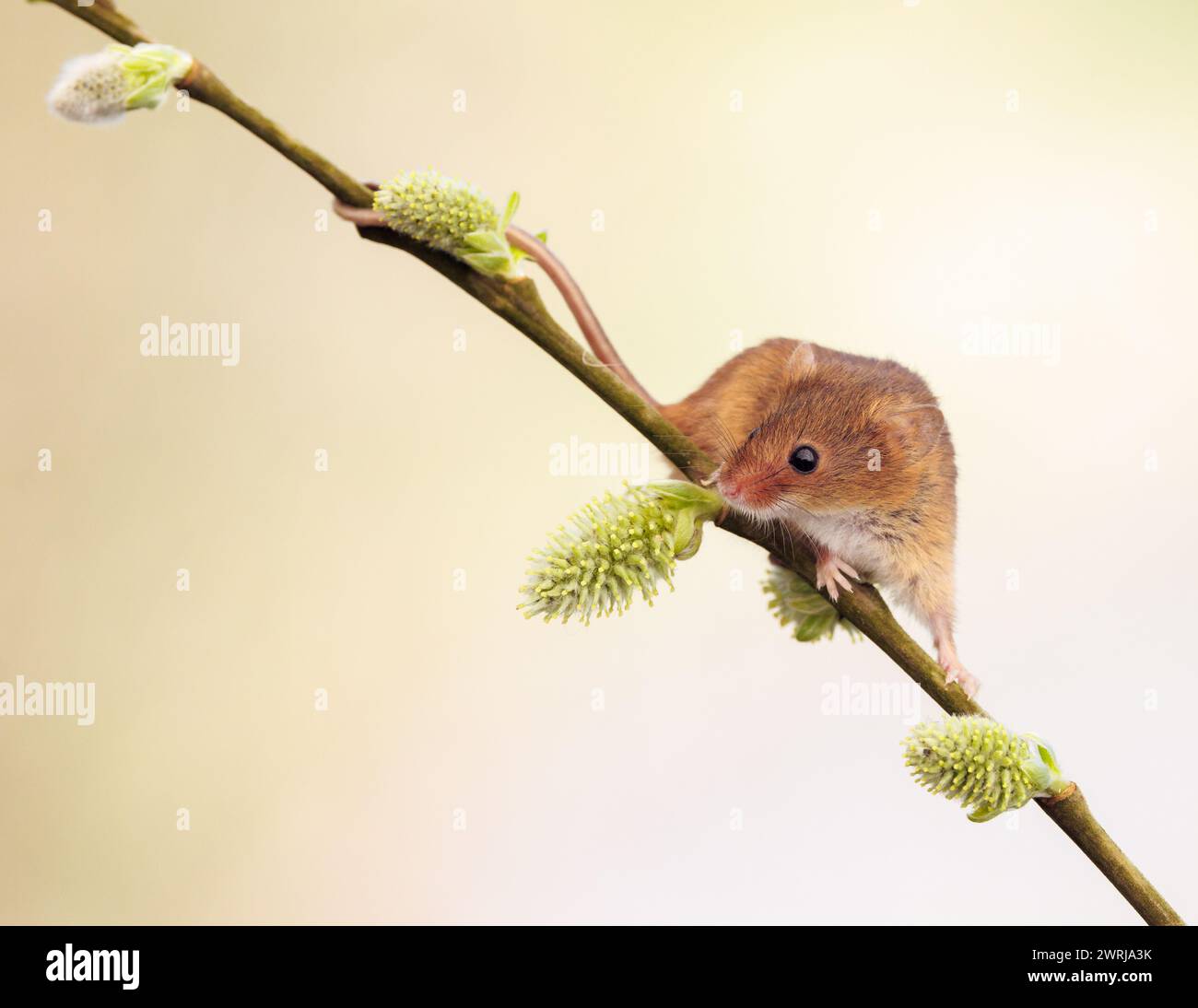 Eurasian Harvest Mouse [ Micromys minutus ] captive animal on willow ...
