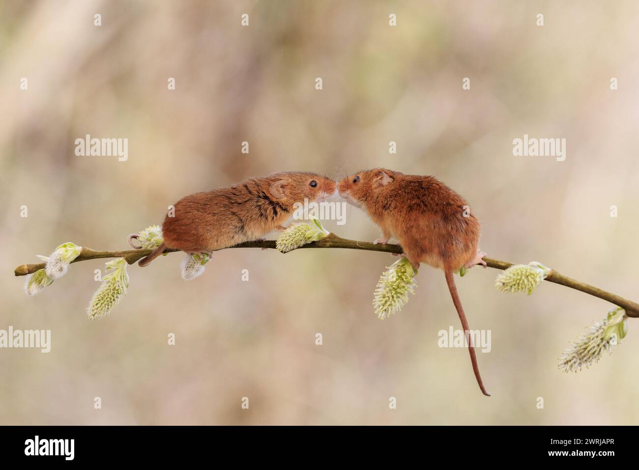 Eurasian Harvest Mouse [ Micromys minutus ] 2 captive animals on willow ...