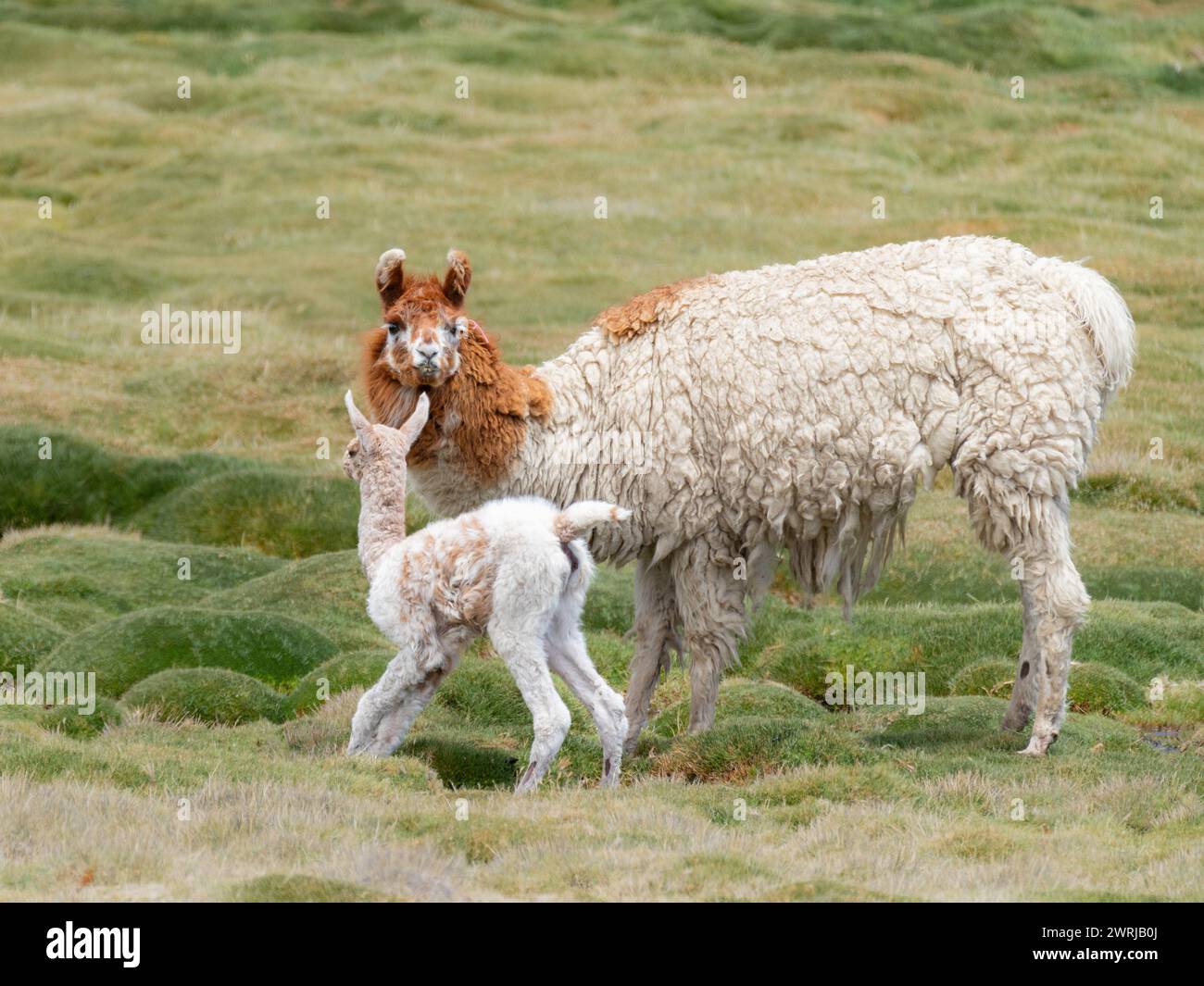 Calendario bebé hi-res stock photography and images - Alamy