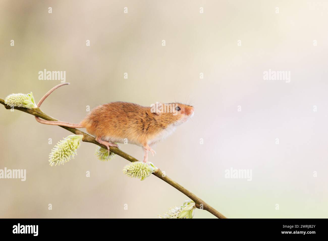 Eurasian Harvest Mouse [ Micromys minutus ] captive animal on willow ...