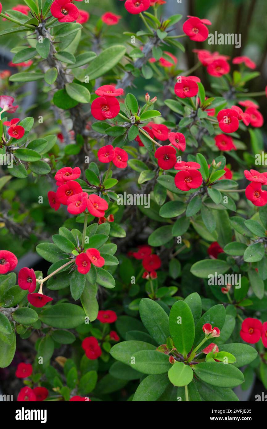 Close up colorful red flowers of Crown of Thorns. Euphorbia Roses are ...