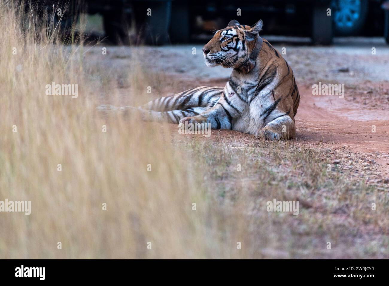 Royal Bengal tigress relaxing in her habitat in the jungle Stock Photo ...