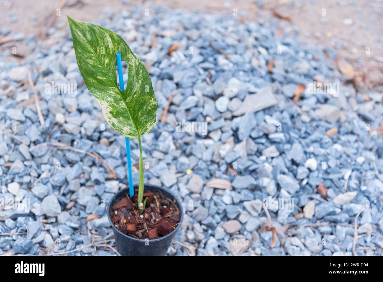 Monstera obliqua mayuna hi-res stock photography and images - Alamy