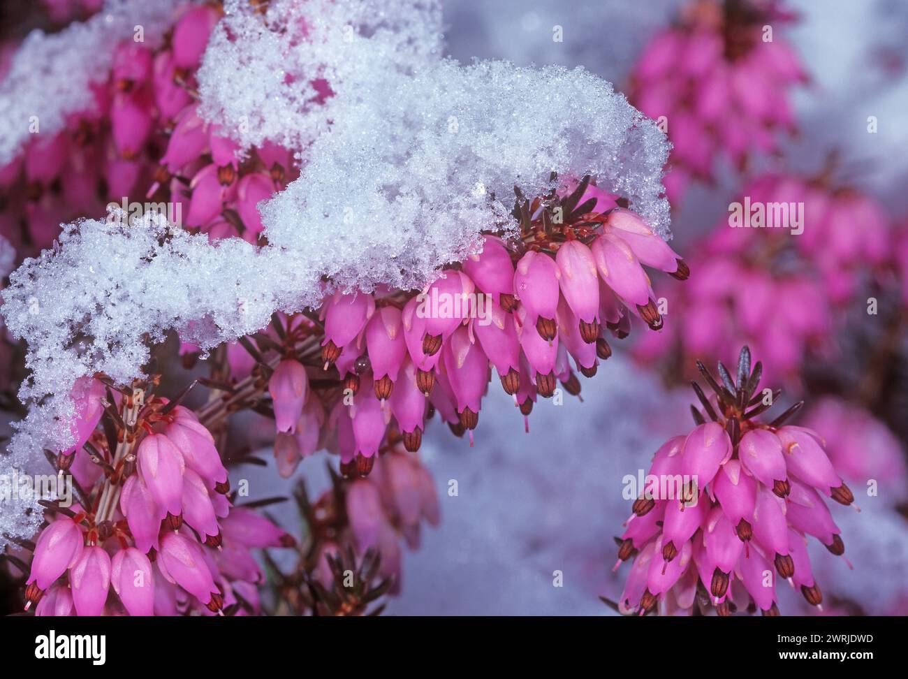Snow heath flowers in February already and grows wild in the Alps ...