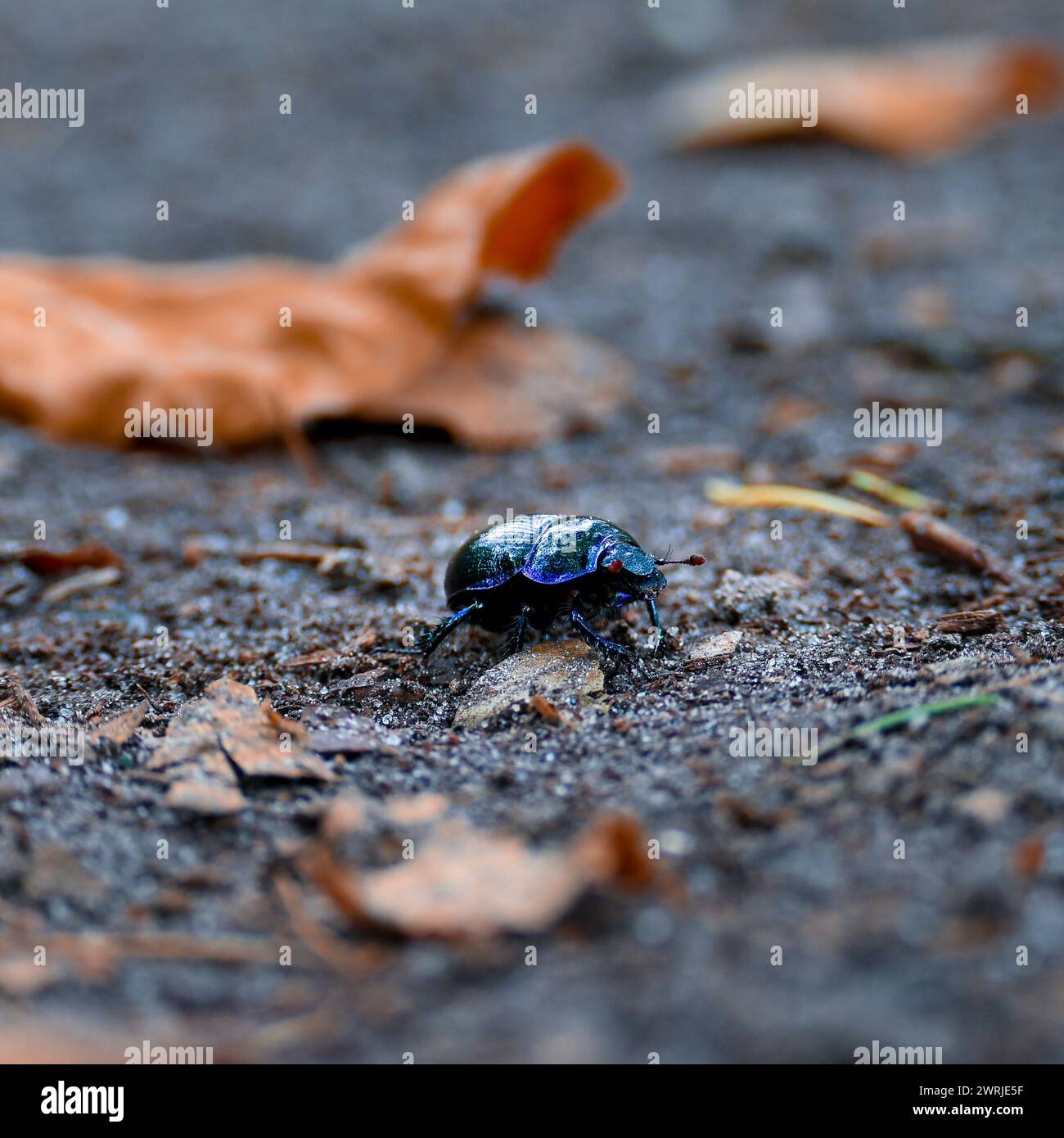 Dung beatle hi-res stock photography and images - Alamy
