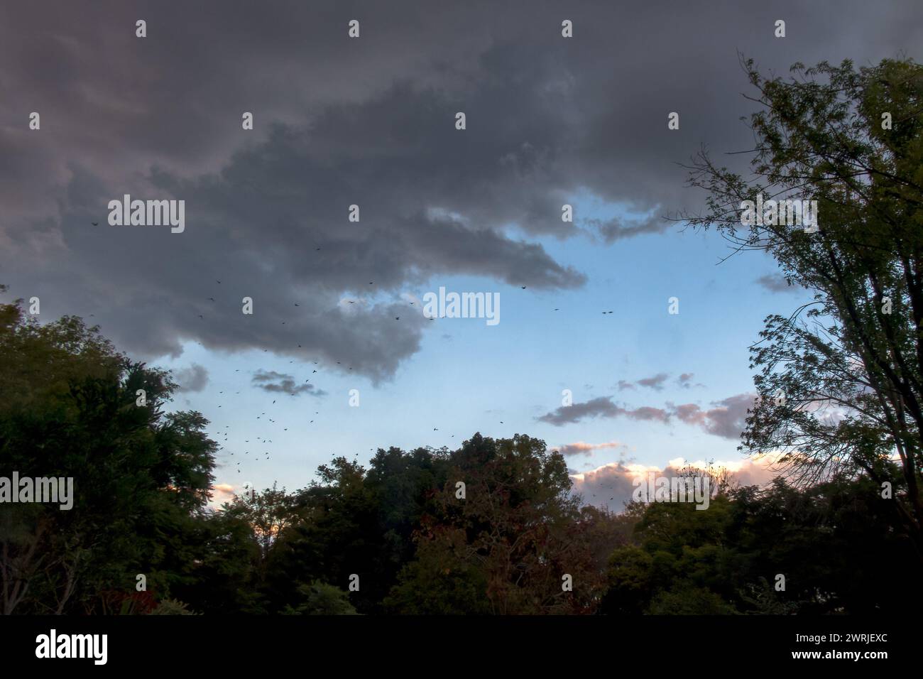 A Cloudy sky, shaking trees and birds fleeing the next storm Stock ...