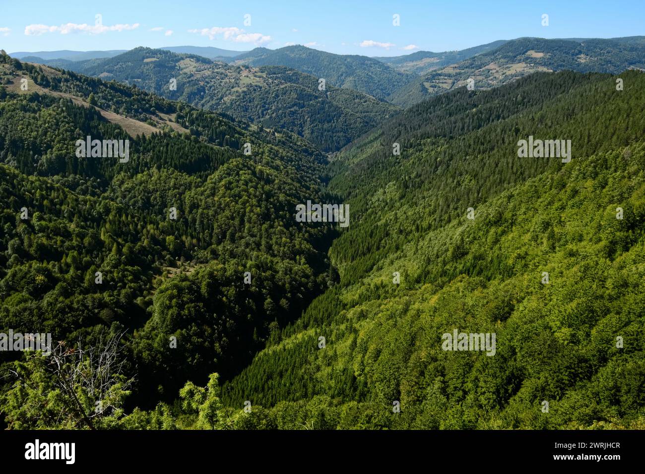 mountain forest of Izubra Valley in Nature Park Golija, South-Western ...