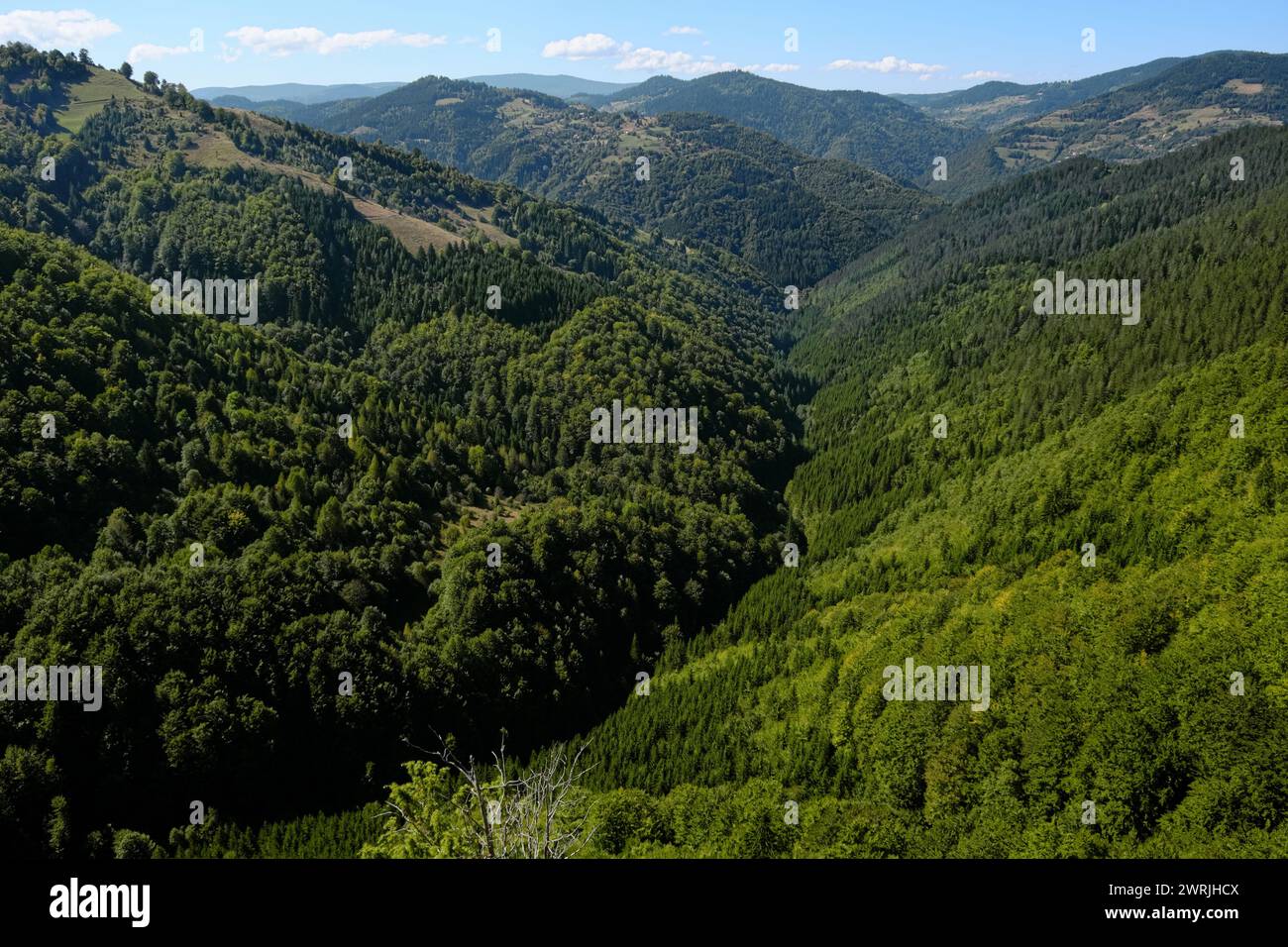 mountain forest of Izubra Valley in Nature Park Golija, South-Western ...