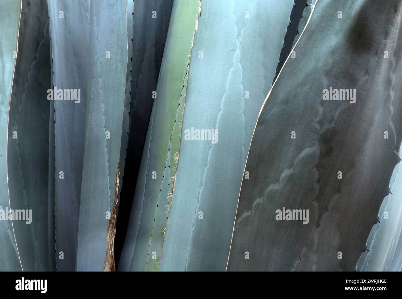A Agave Americana texture background with space for text Stock Photo ...