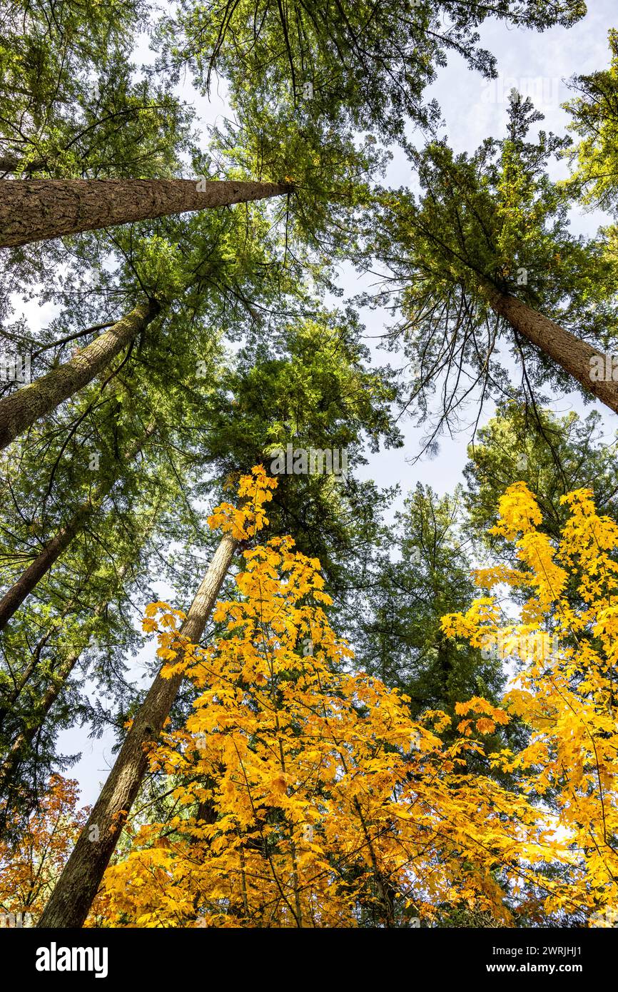 Autumn landscape with tall trunks of green spruce trees and yellow ...