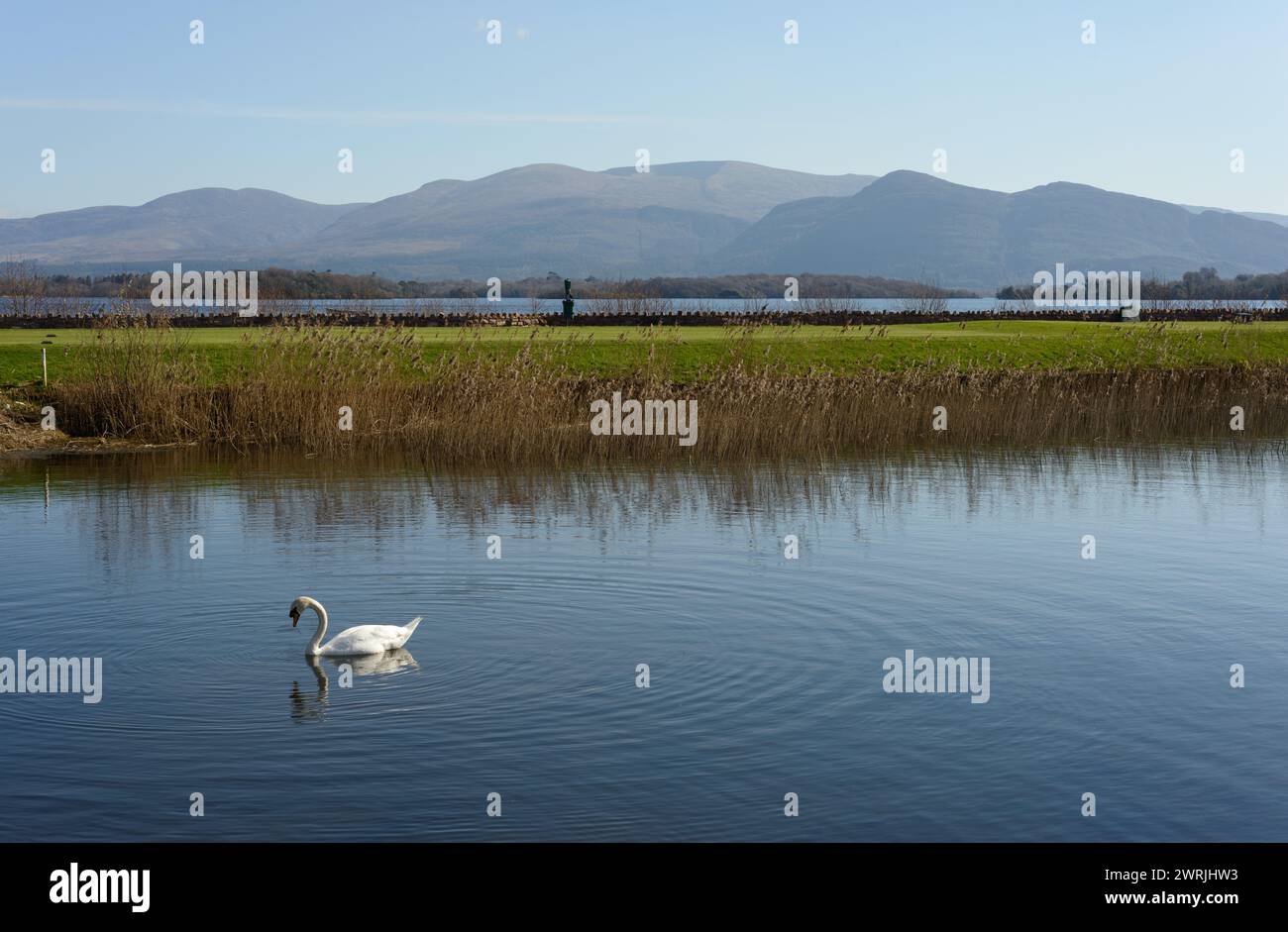 Sunny weather Ireland Mute swan Cygnus Olor paddling in pond at ...
