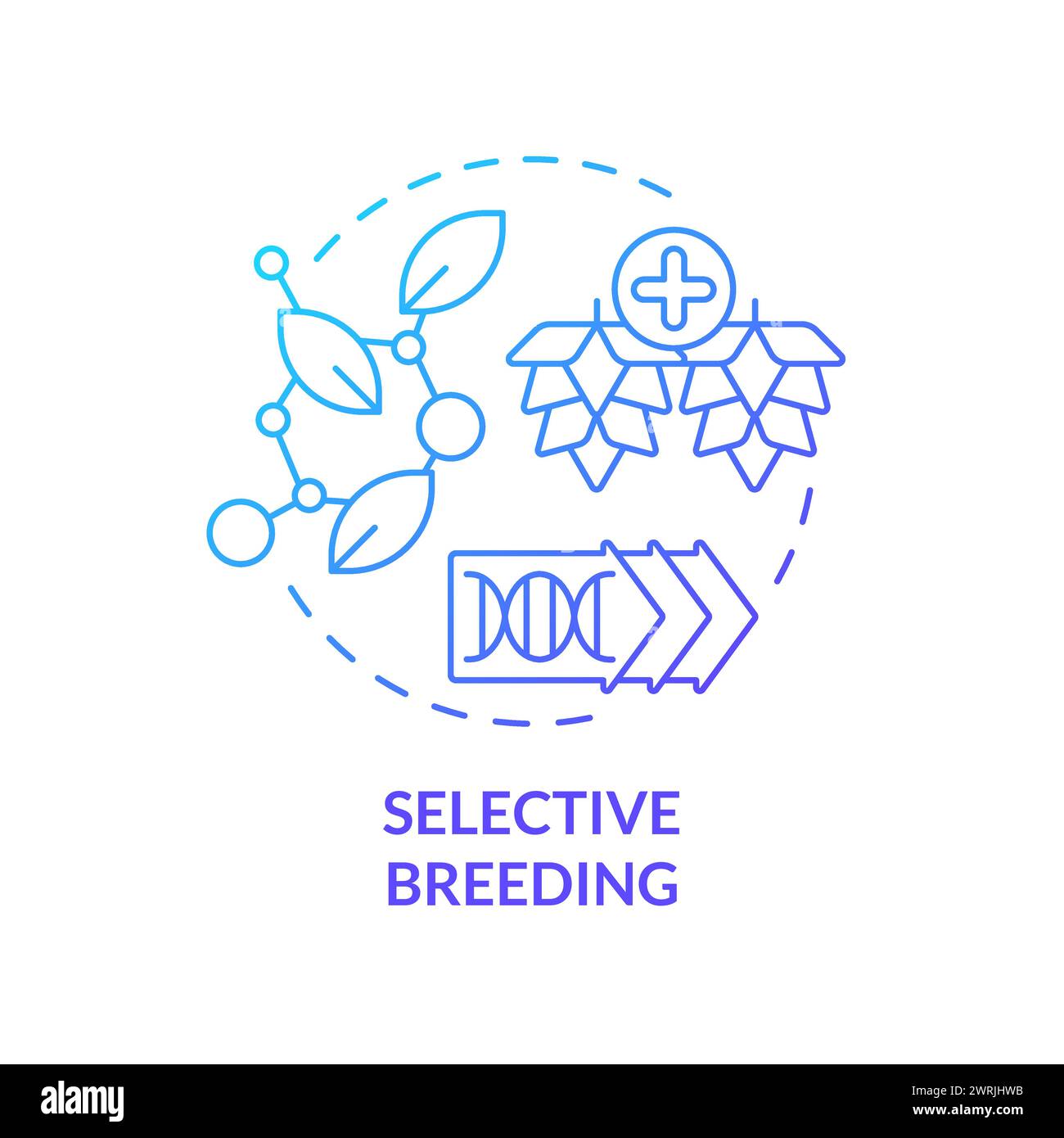 Selective breeding blue gradient concept icon Stock Vector Image & Art ...