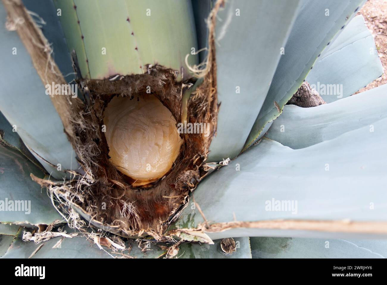Pulque aztec hi-res stock photography and images - Alamy