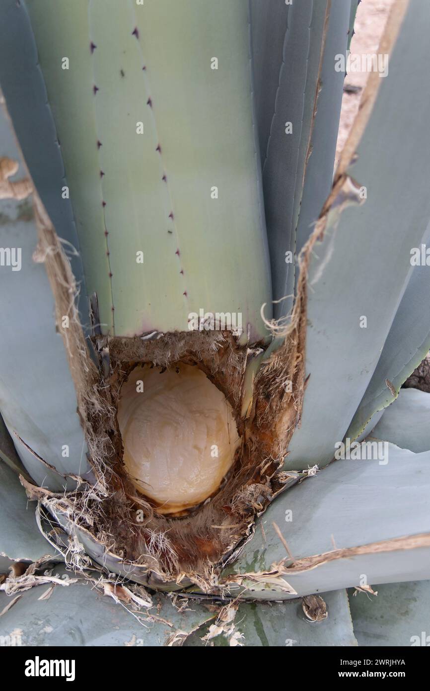 A Agave Americana maguey pulquero plant to obtain pulque in Mexico ...