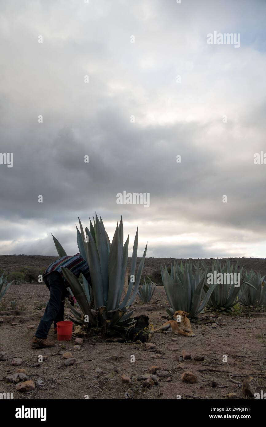 A Mexican man taking honey from Agave Americana to make pulque Stock ...