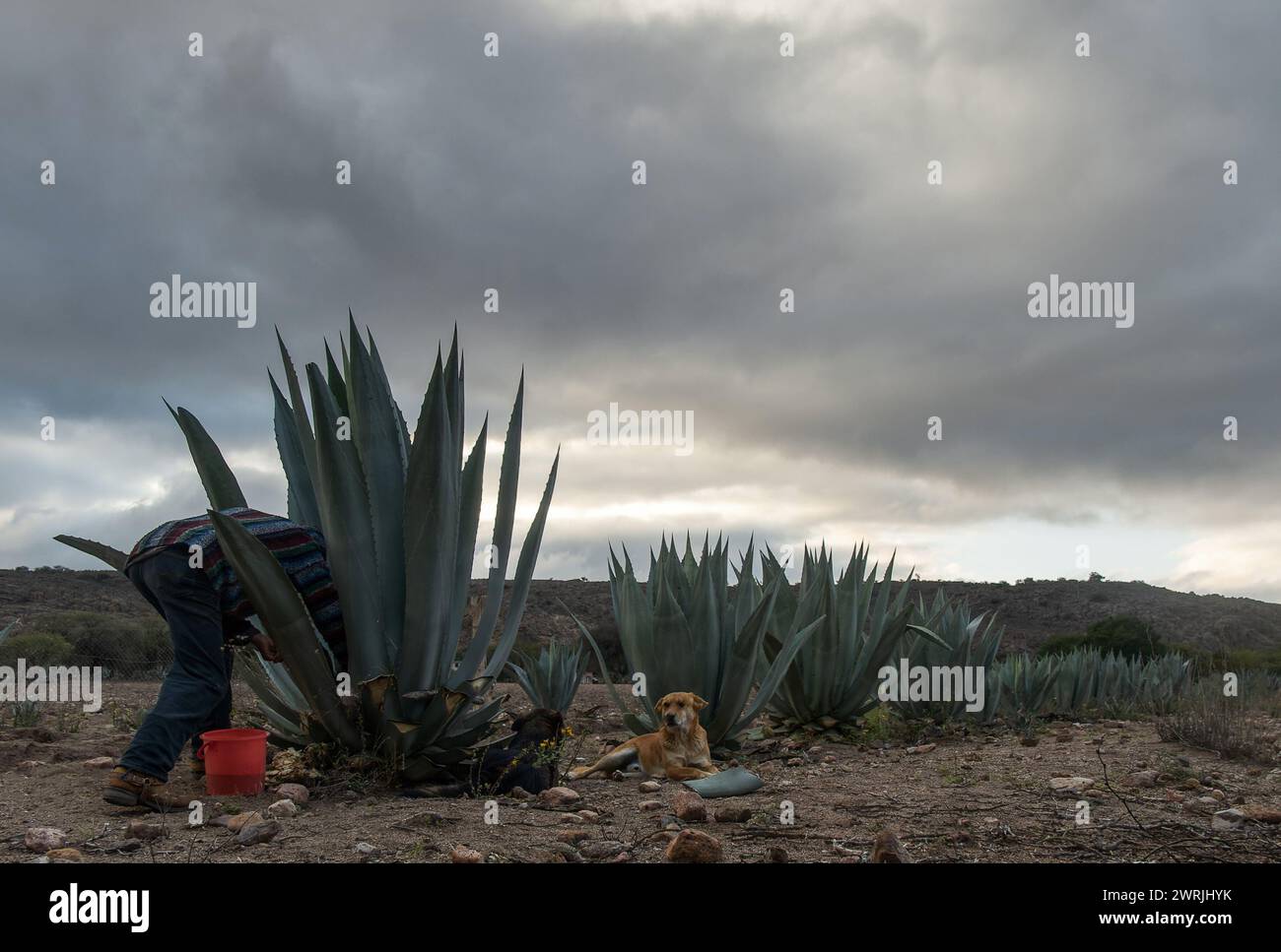A Mexican man taking honey from Agave Americana to make pulque, with ...