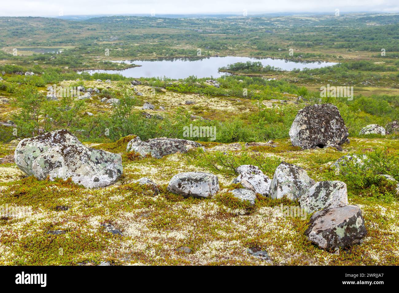 Tundra arctic moss russia hi-res stock photography and images - Alamy