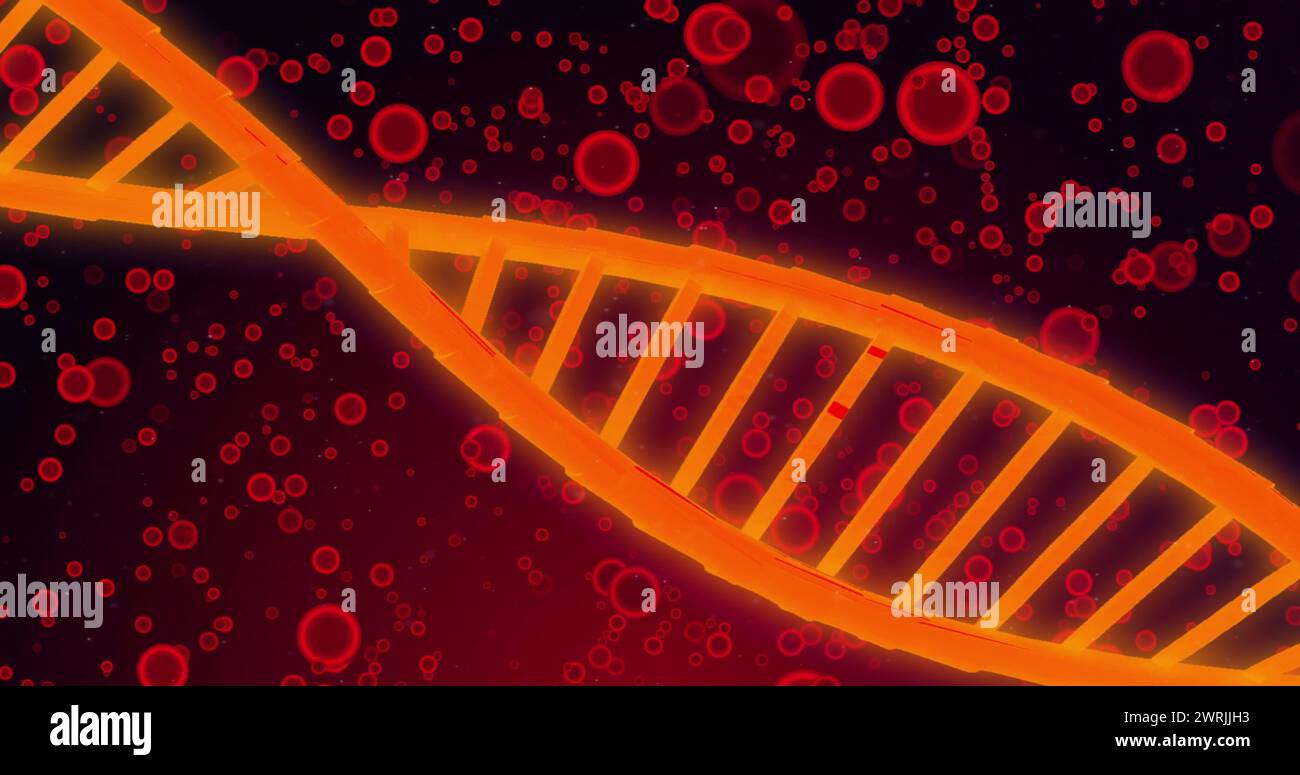 Image of dna over red cells on red background Stock Photo - Alamy