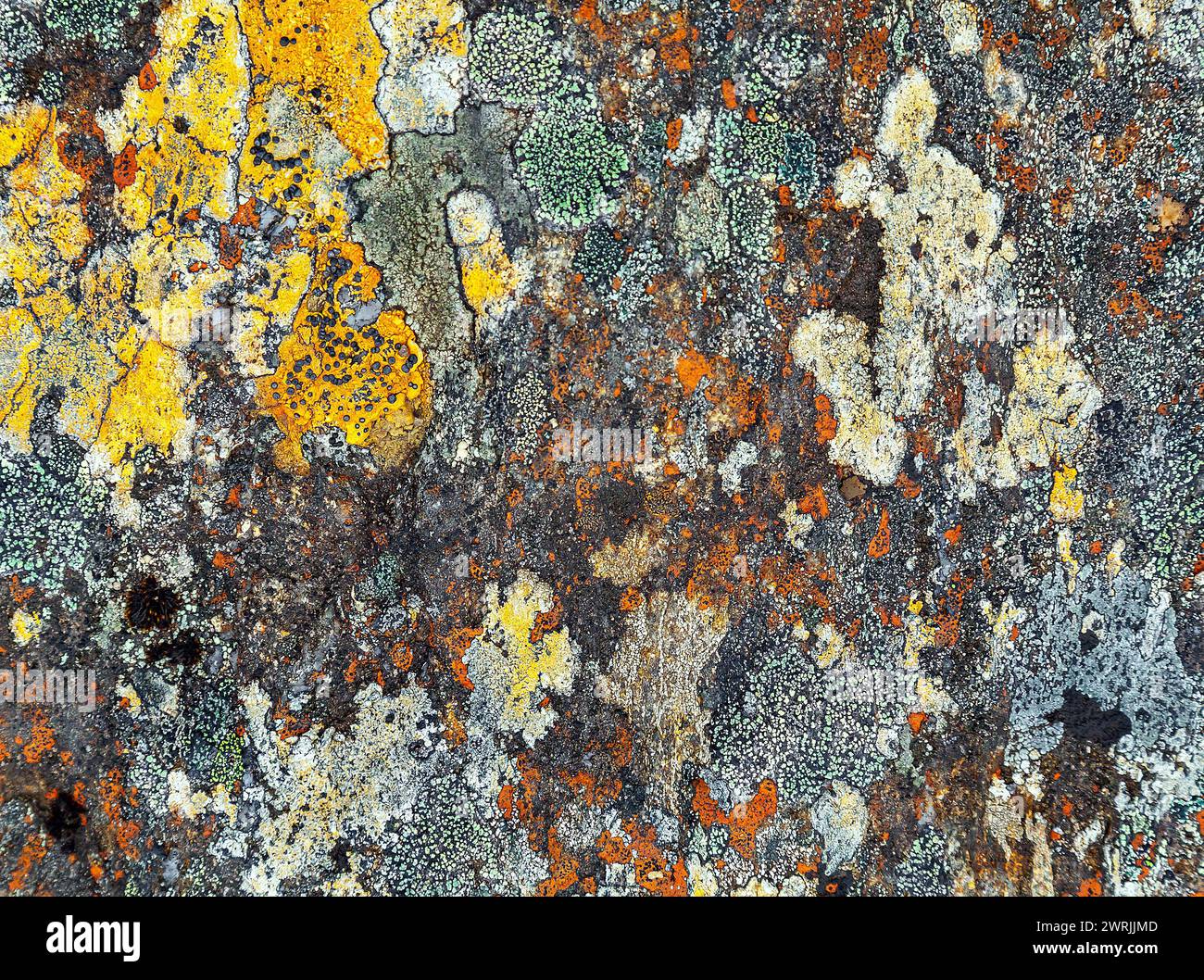 Lichen types hi-res stock photography and images - Alamy