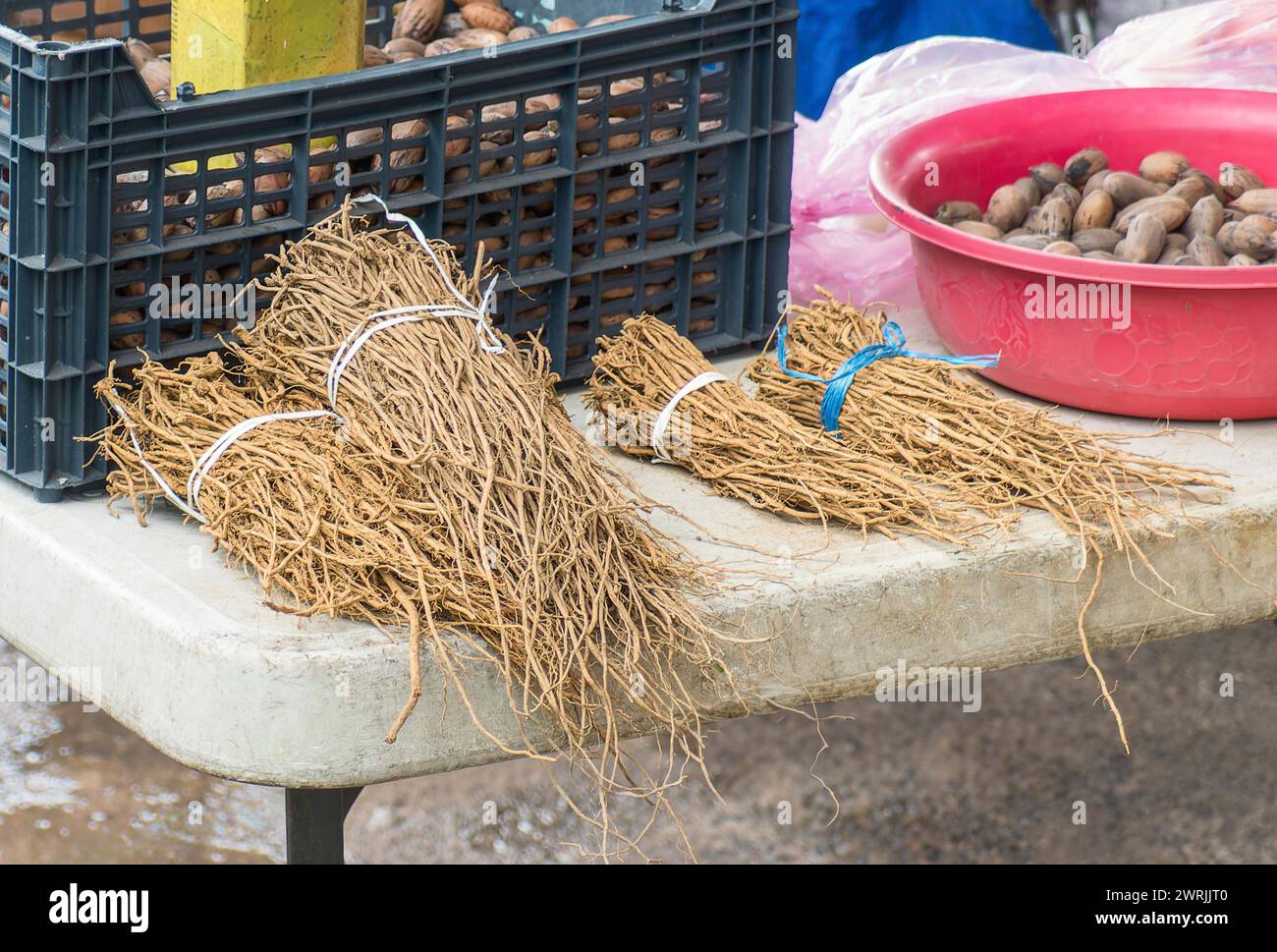 Heliopsis longipes hi-res stock photography and images - Alamy
