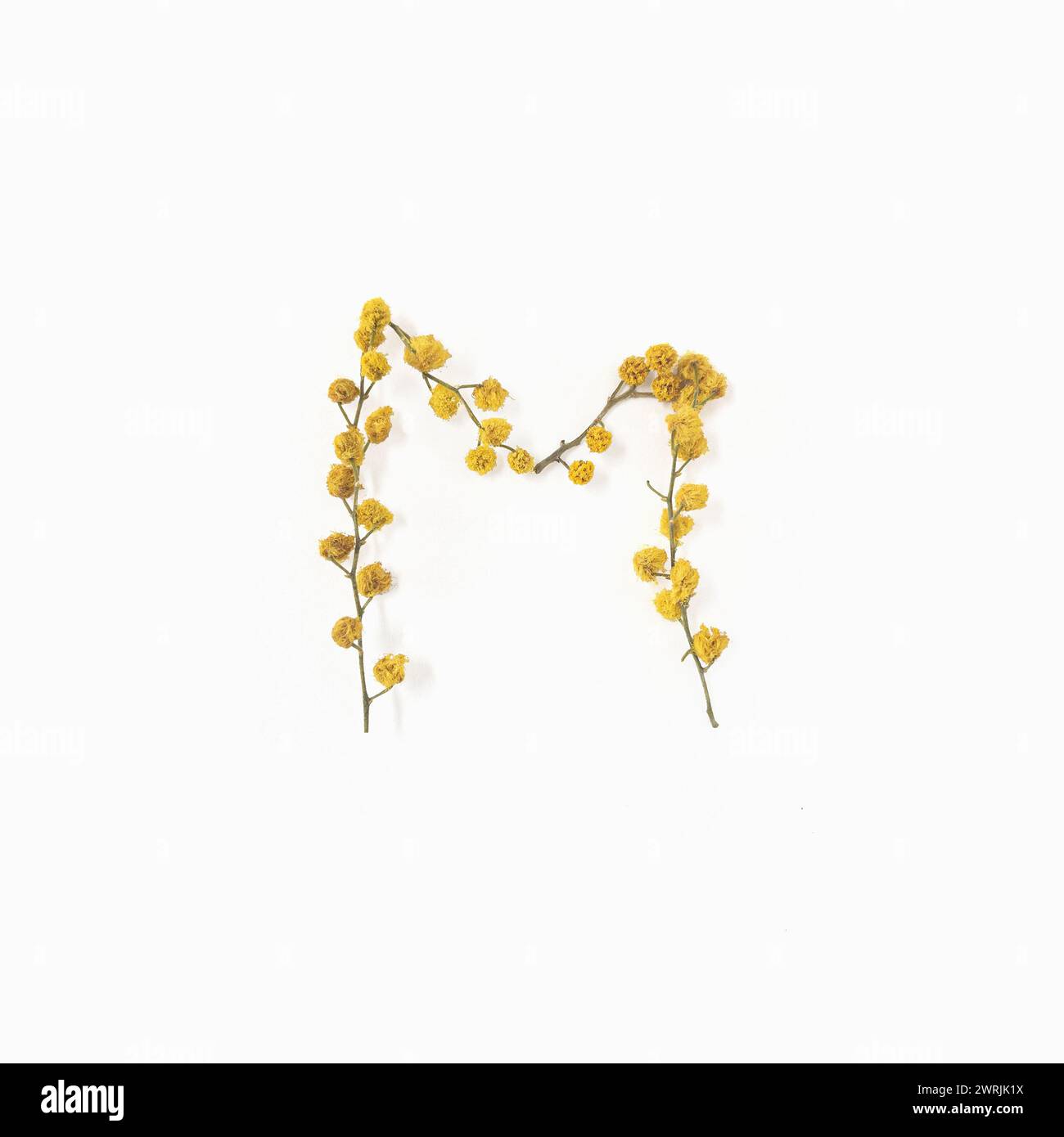 Letter M made from flowers mimosa yellow. Flower alphabet layout. Flat ...