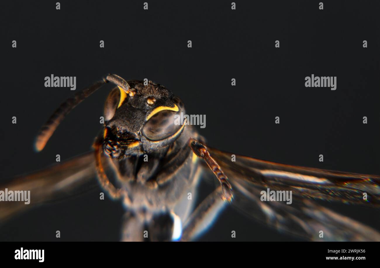 Macro perspective on wasp hi-res stock photography and images - Alamy